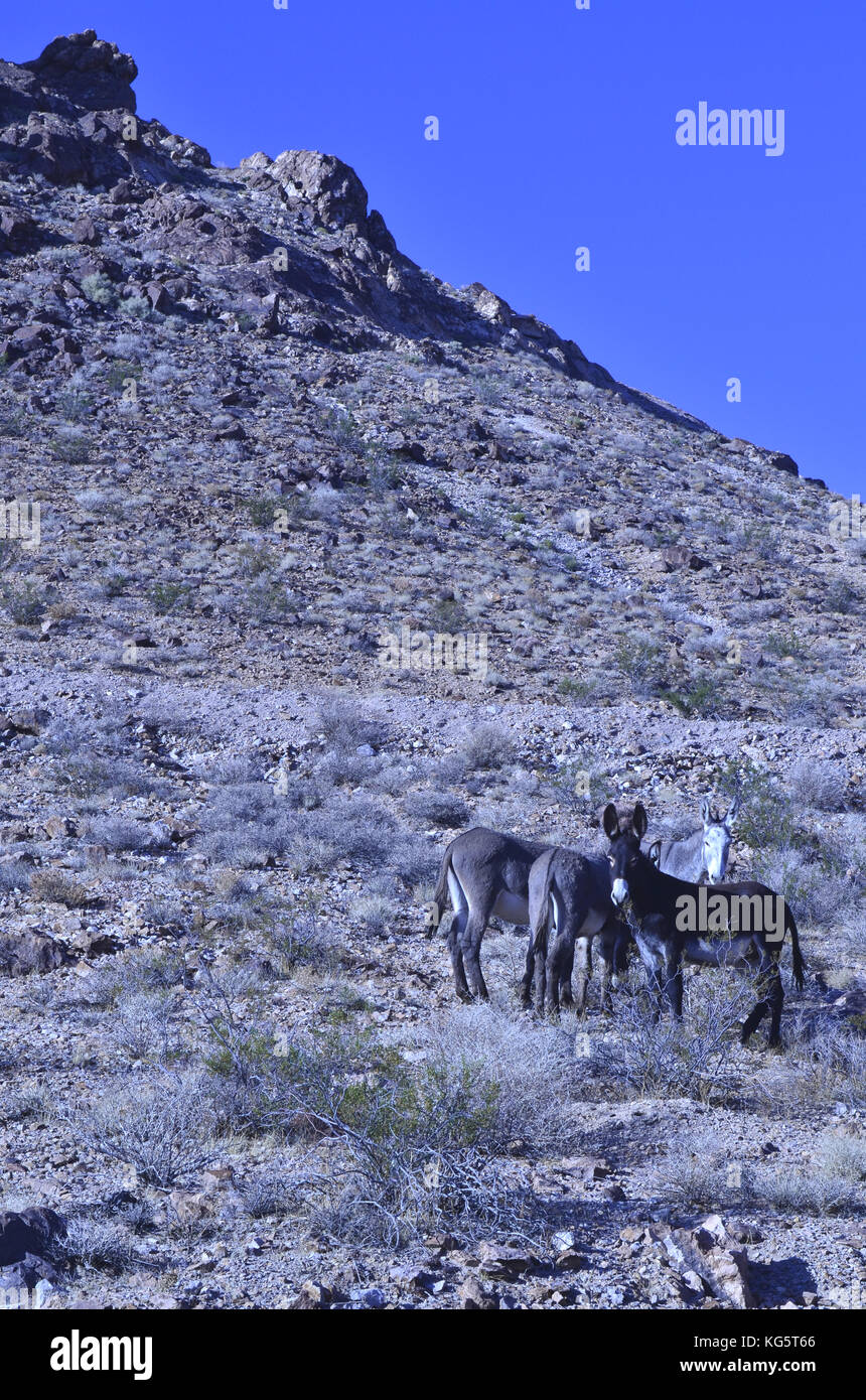 wild burros in desert landscape Stock Photo - Alamy