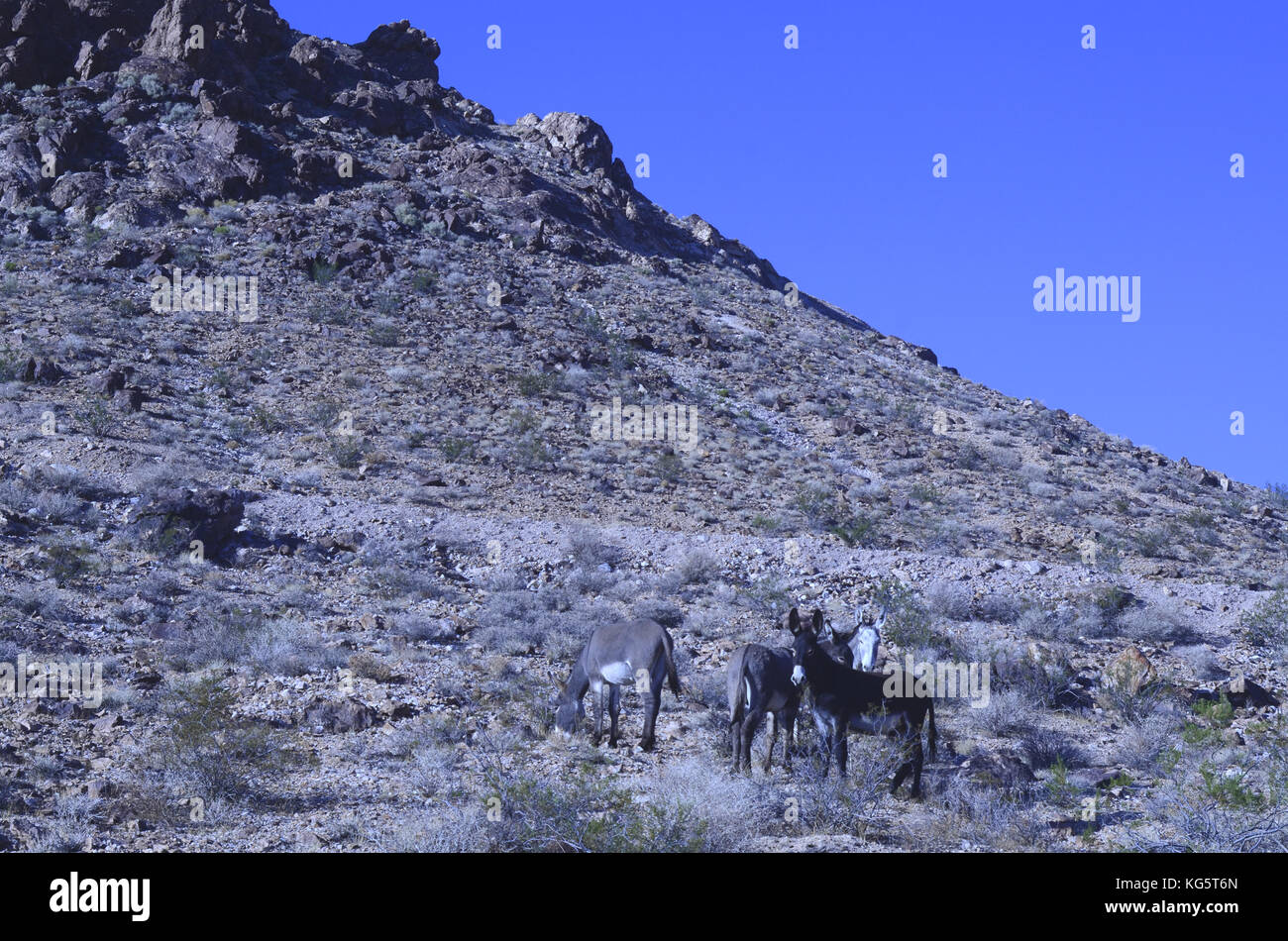 wild burros in desert landscape Stock Photo - Alamy