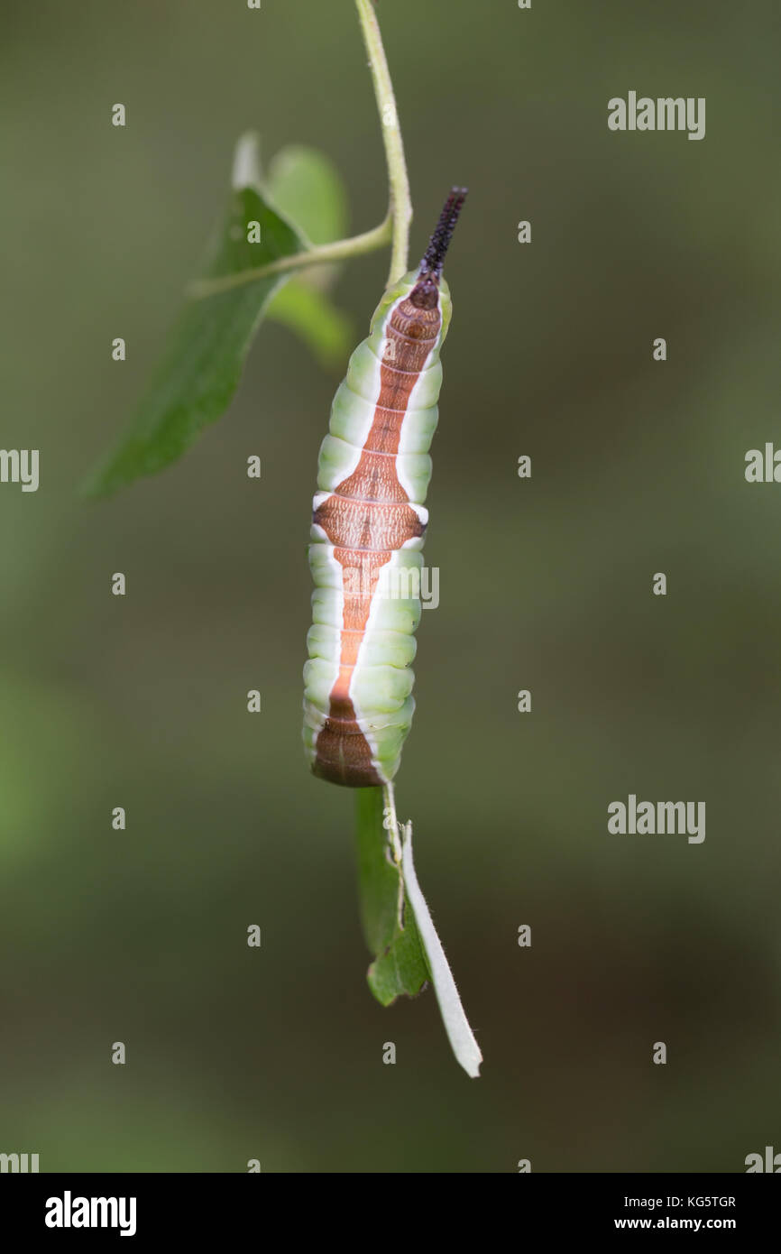 Lesser puss moth larva Stock Photo - Alamy