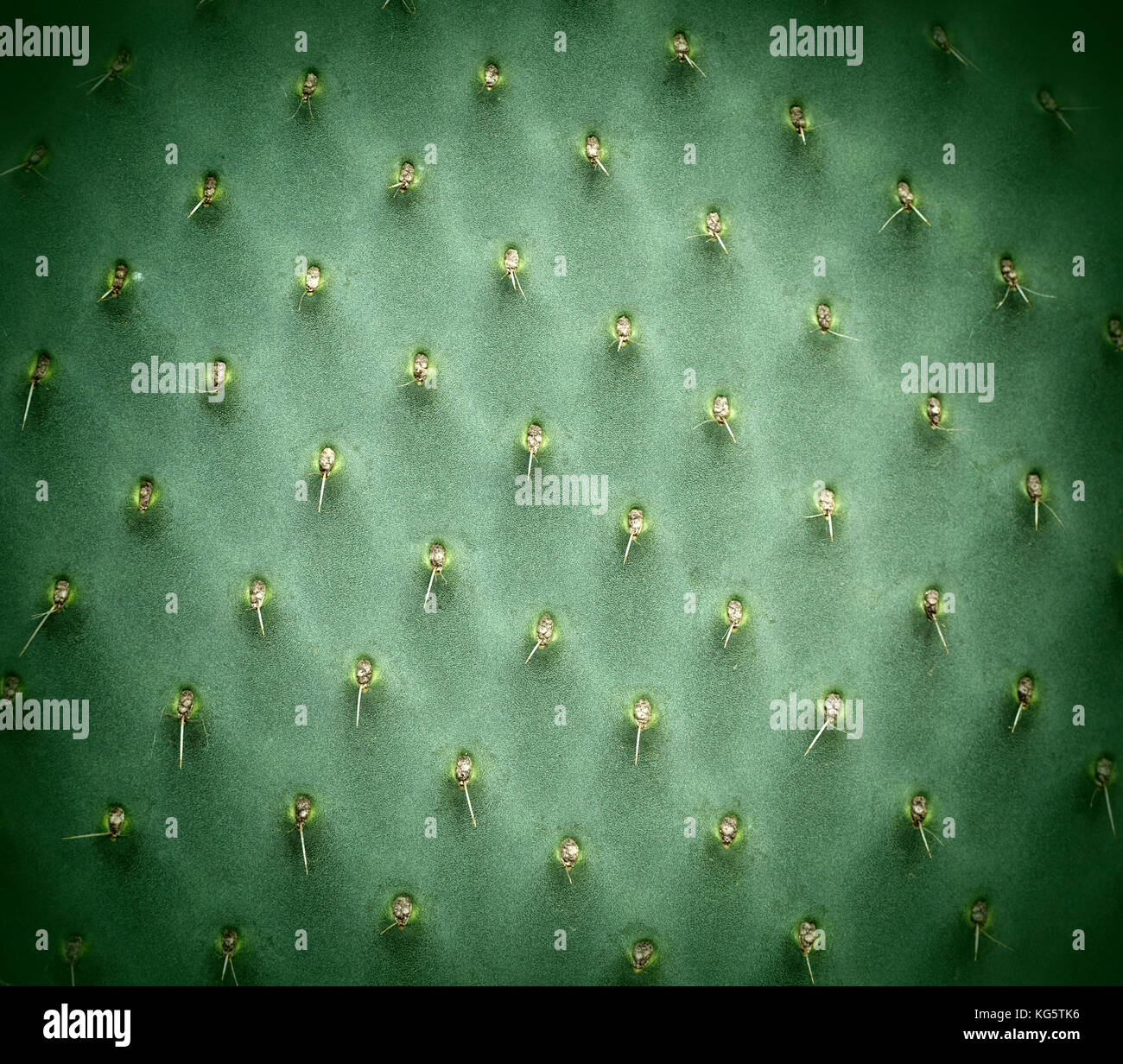 Cactus Texture natural background. Textured natural backdrop Stock ...