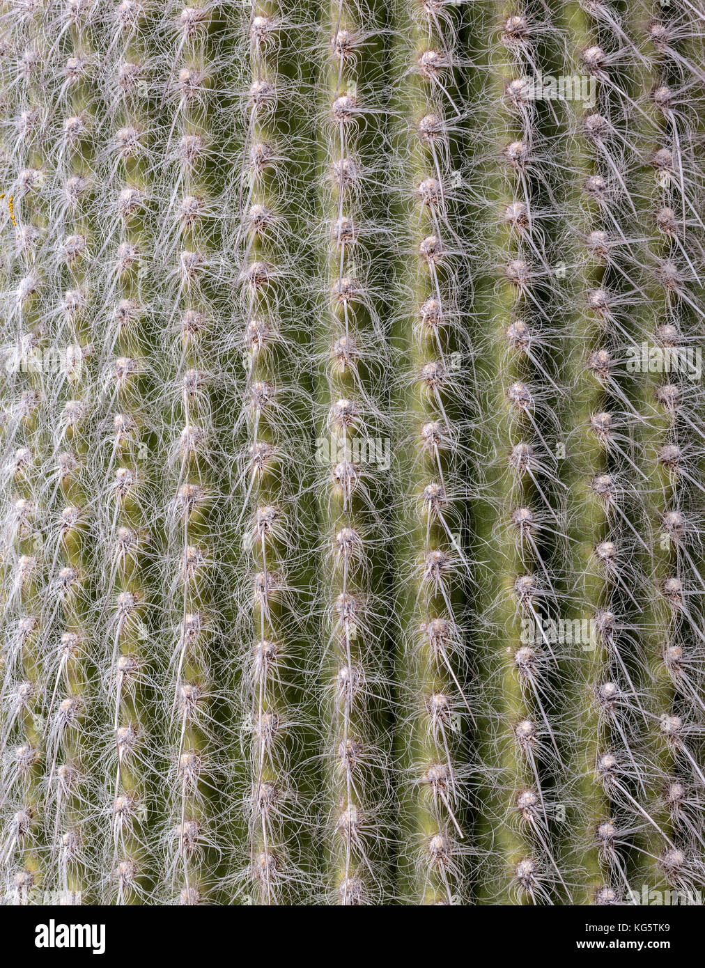 Cactus Texture natural background. Textured natural backdrop Stock ...