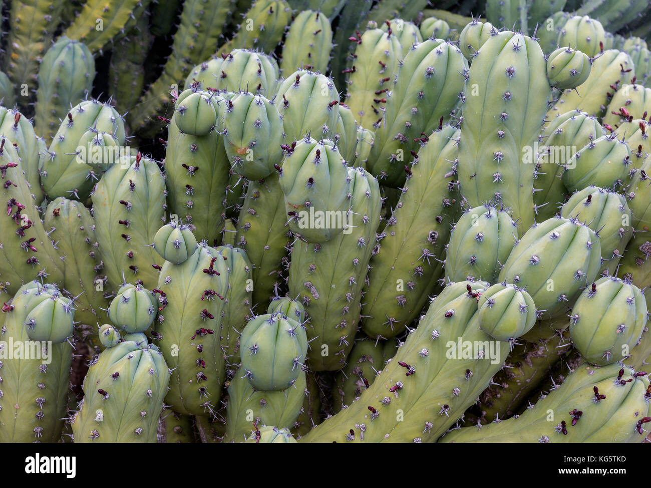 Cactus Texture natural background. Textured natural backdrop Stock ...