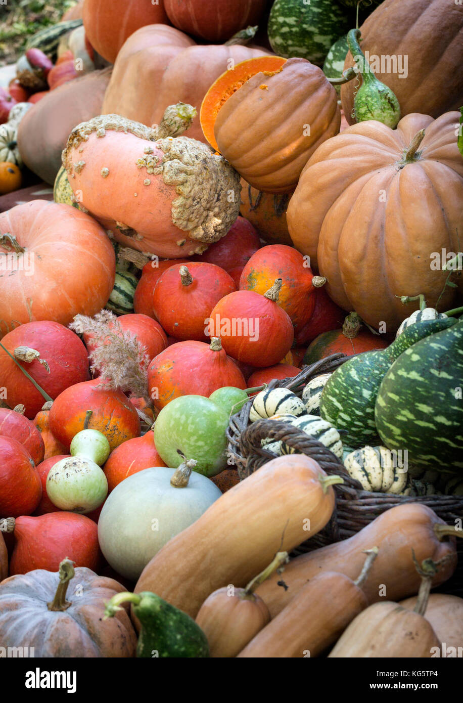 Diverse assortment of pumpkins background. Autumn harvest Stock Photo ...