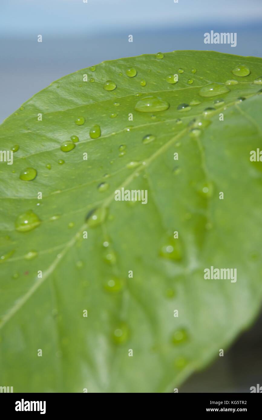 Water H20 Plant Stock Photo - Alamy