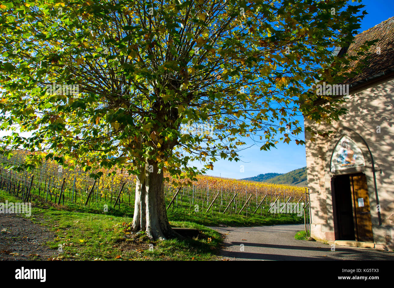 Plane tree in late autumn i Alsace Stock Photo - Alamy