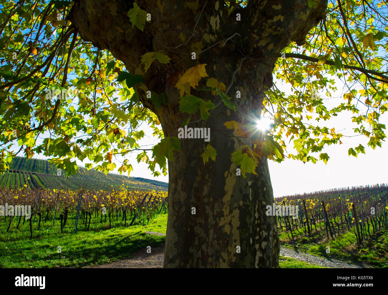 Plane tree in late autumn i Alsace Stock Photo - Alamy