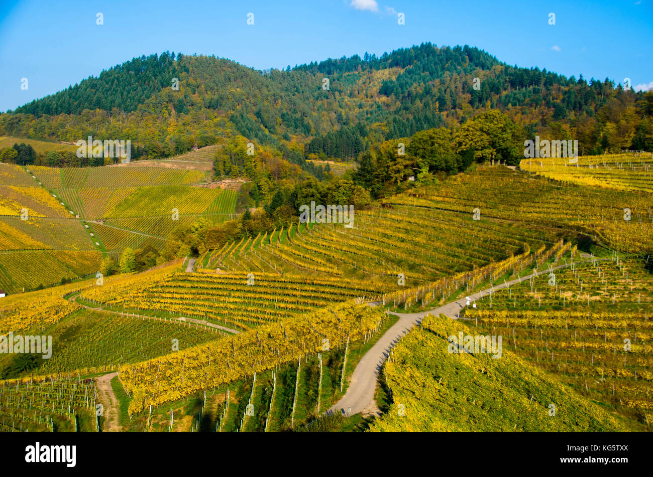 Vineyards above Ortenberg in South west germany Stock Photo - Alamy