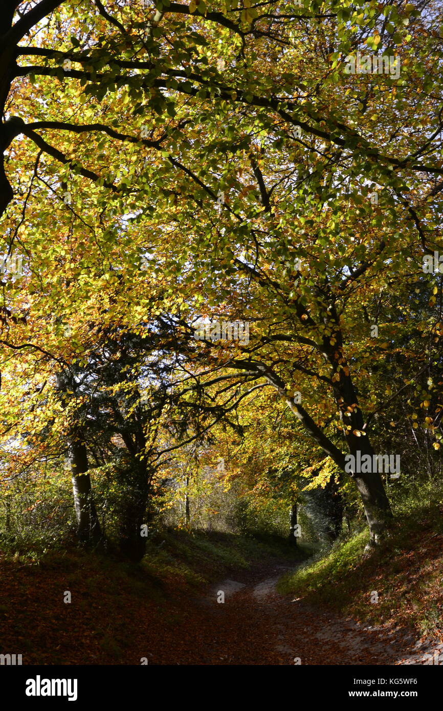 Beech wood chilterns hi-res stock photography and images - Alamy