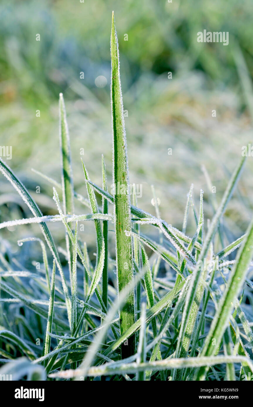 Hoarfrost on blade of grass hi-res stock photography and images - Alamy