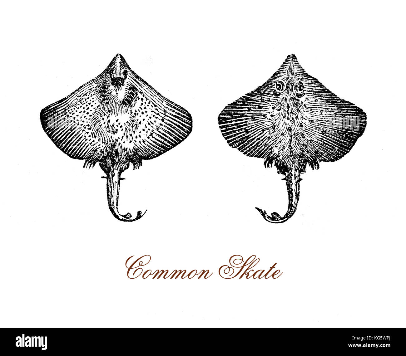 Endangered Cut Out Stock Images & Pictures - Alamy