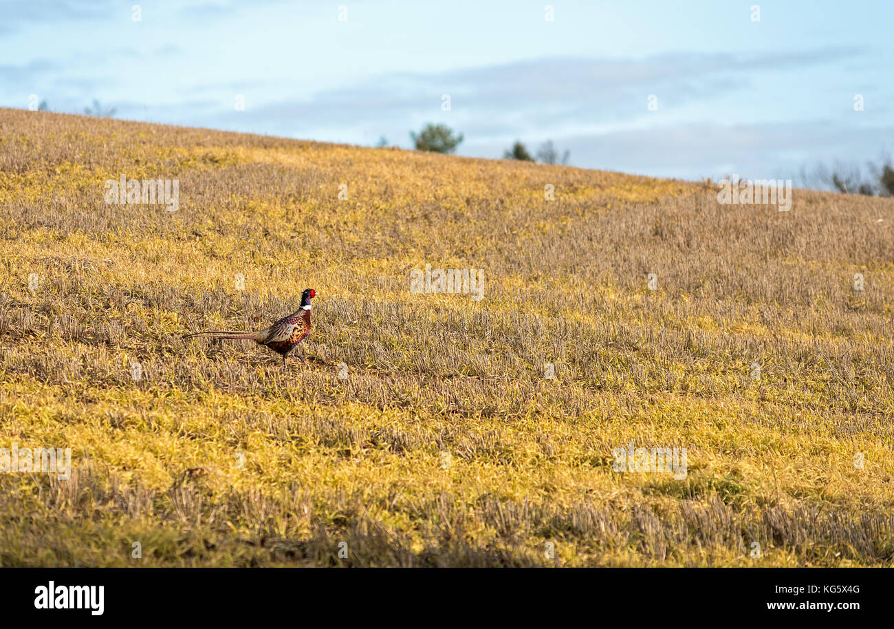 A male Common Pheasant grassing in a hillside harvested corn field ...