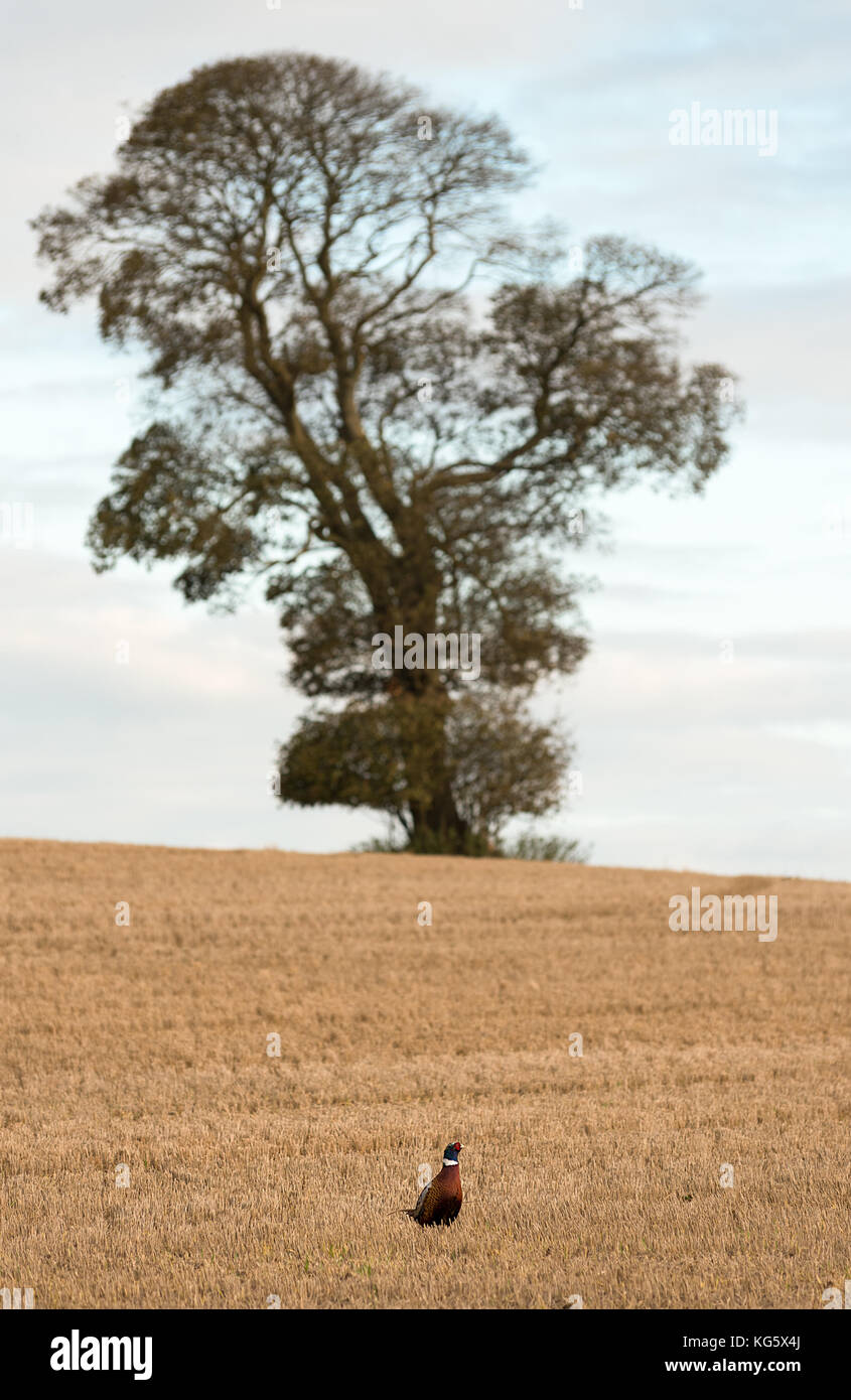 A male Common Pheasant grassing in a hillside harvested corn field ...