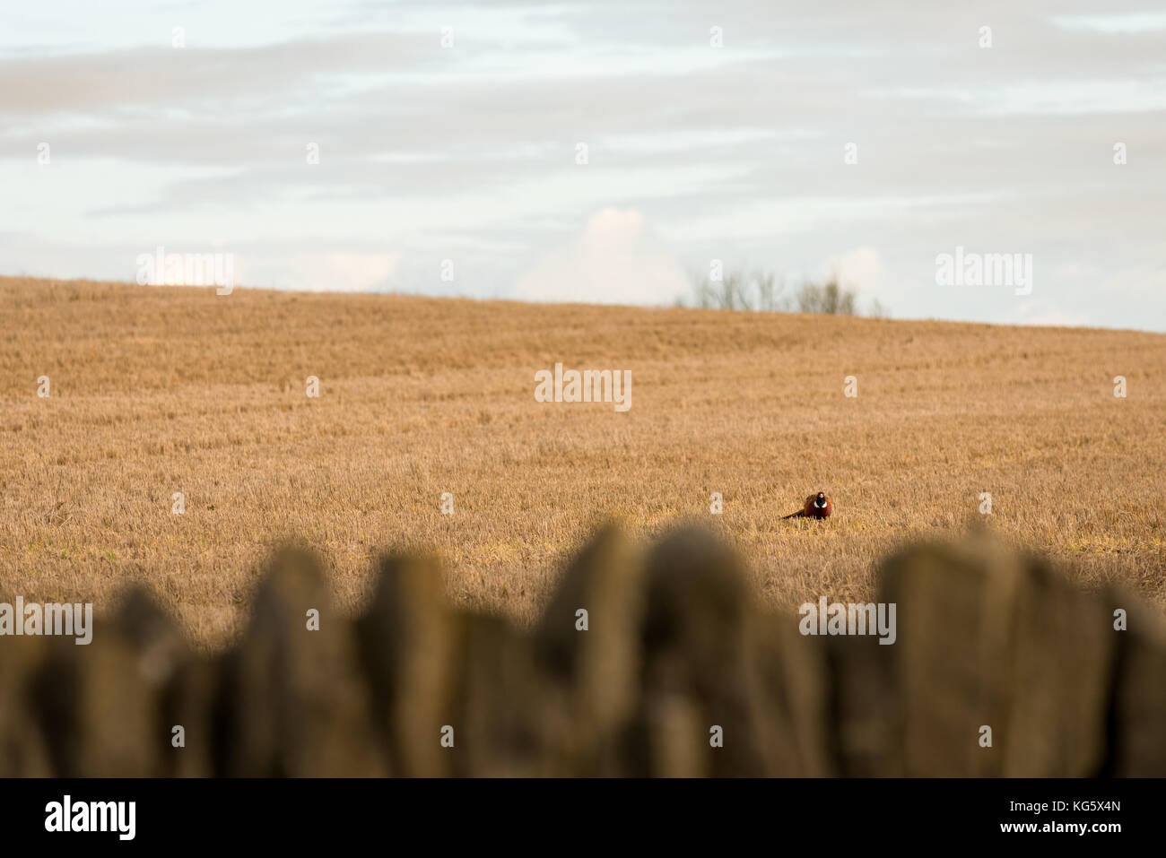 A male Common Pheasant grassing in a hillside harvested corn field ...