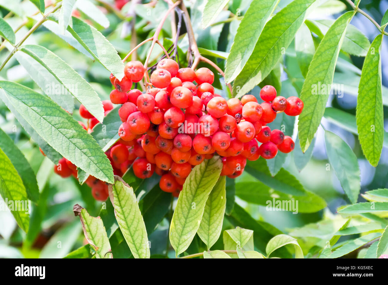 Photo of the red ripe rowanberry branch Stock Photo - Alamy