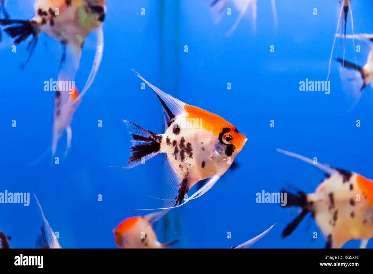 Photo of aquarium fish in blue water Stock Photo - Alamy
