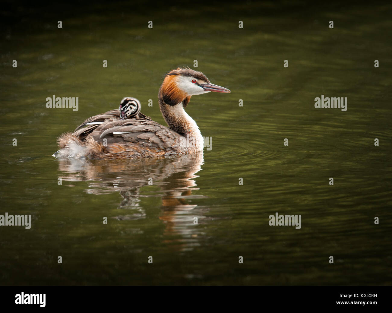 Female Great Crested Grebe carrying chick on her back Stock Photo - Alamy