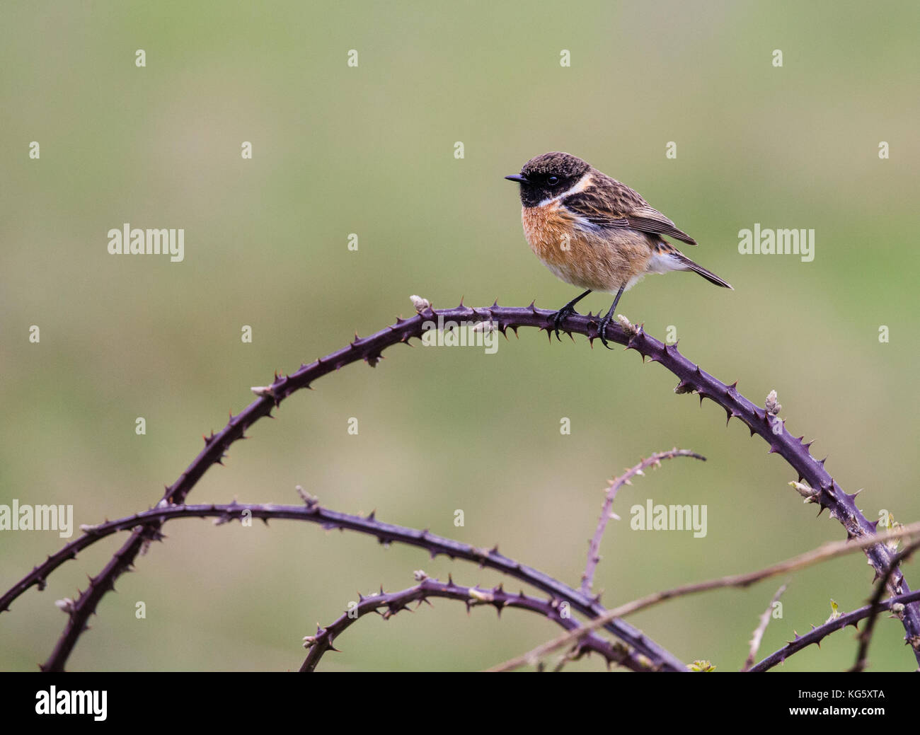 Alan marsh hi-res stock photography and images - Alamy