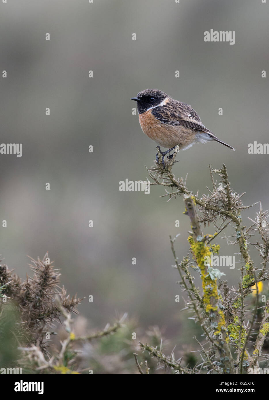Alan marsh hi-res stock photography and images - Alamy