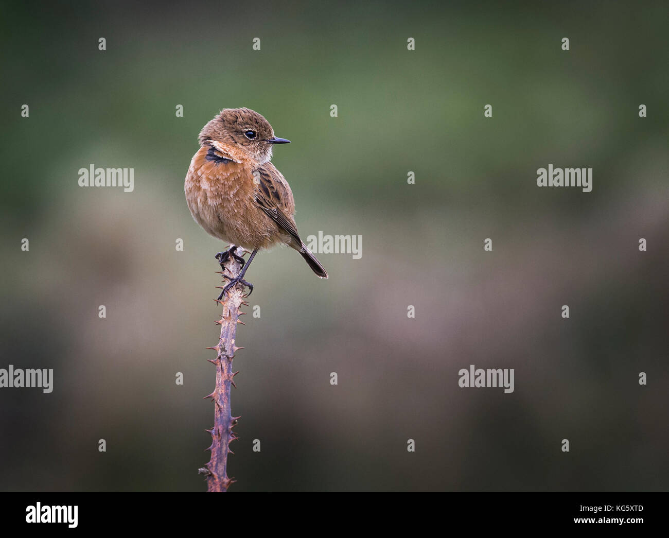 Alan marsh hi-res stock photography and images - Alamy