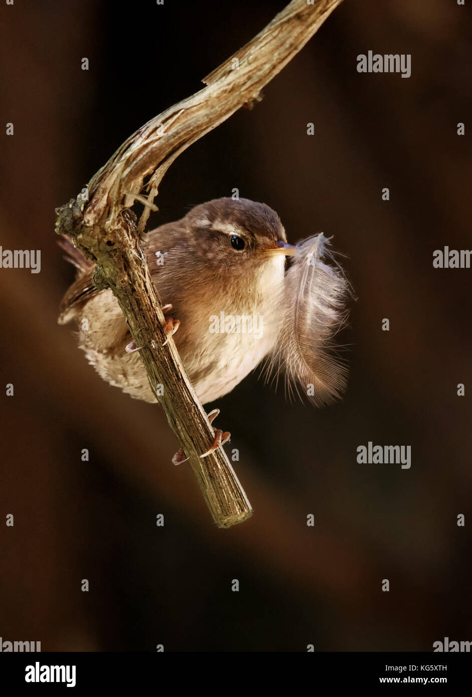 Wren with feather for the nest Stock Photo - Alamy
