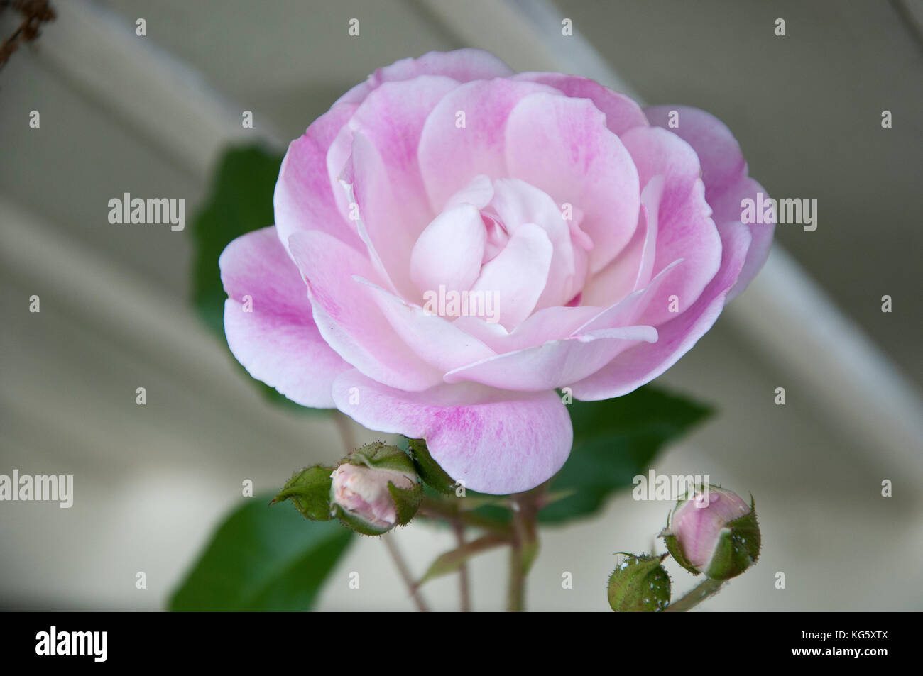 Australian rose garden flowers hi-res stock photography and images - Alamy
