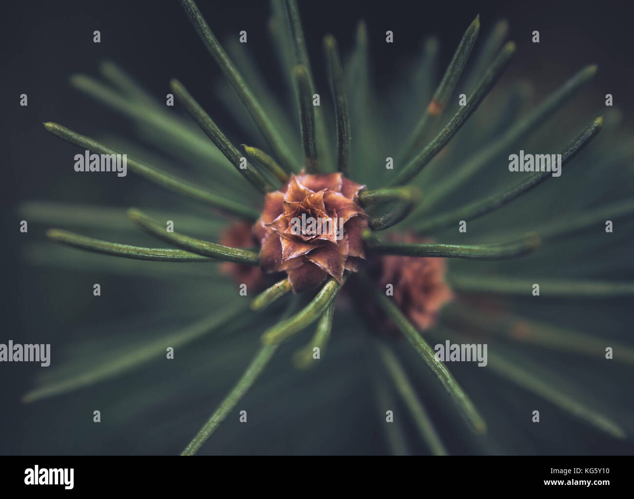 Picea abies (Norway spruce) top of the branch with buds, close up view ...