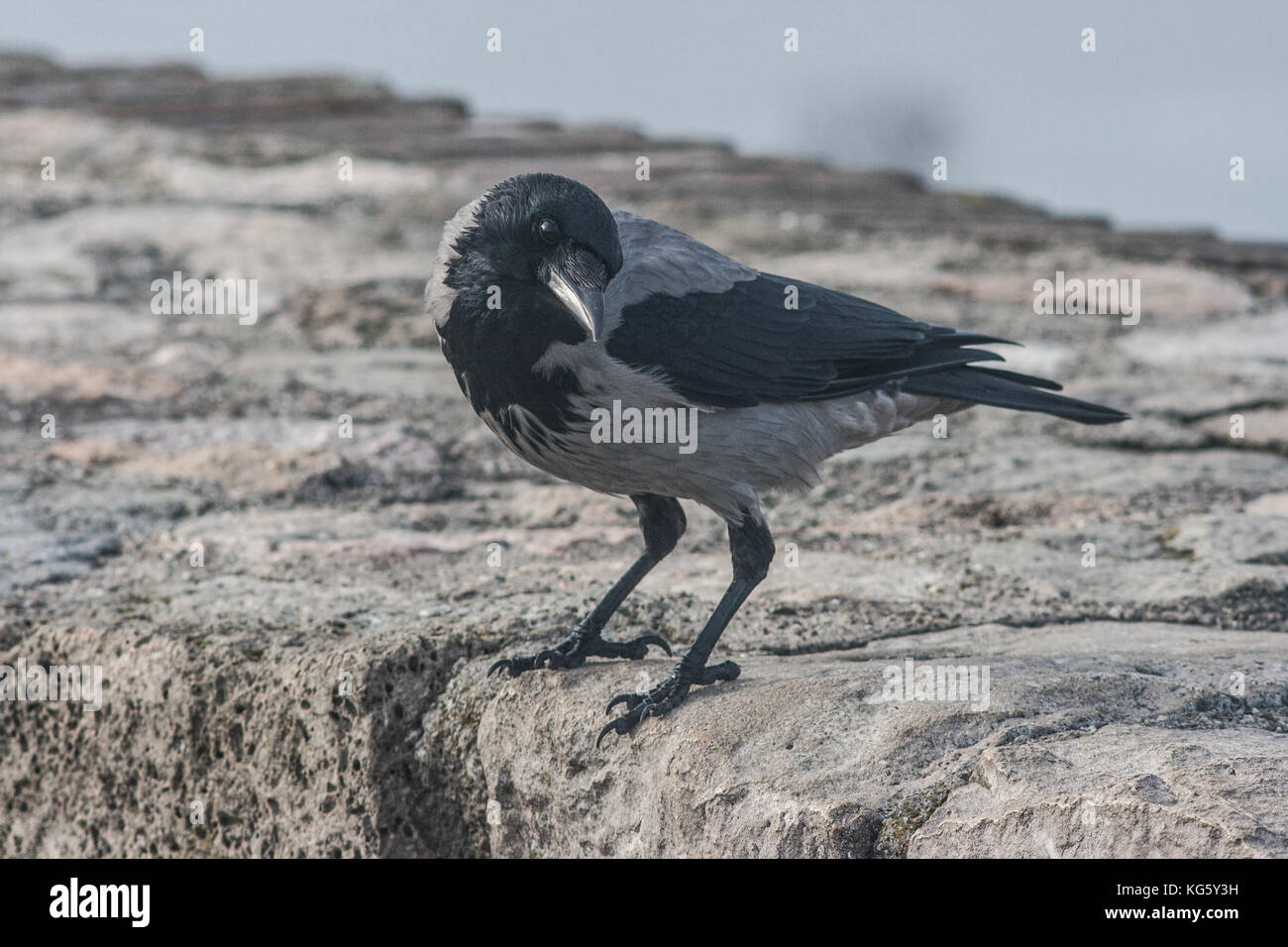 Hooded crow (Corvus cornix) at the city fortress looking for a snack ...