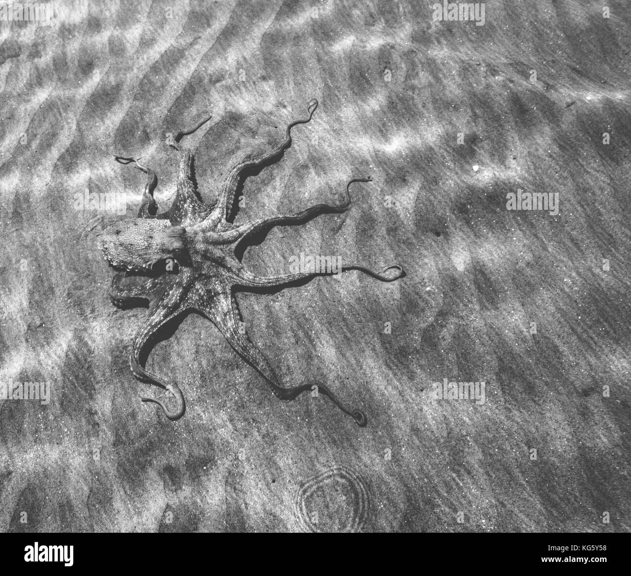 Octopus vulgaris (common octopus) in a shallow water in Aegean sea ...