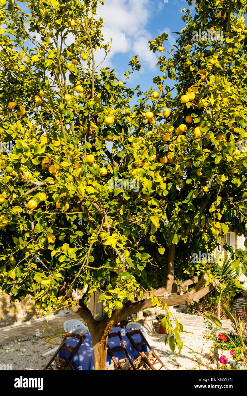 Lemon trees and blue sky in garden, Polis, Cyprus Stock Photo - Alamy