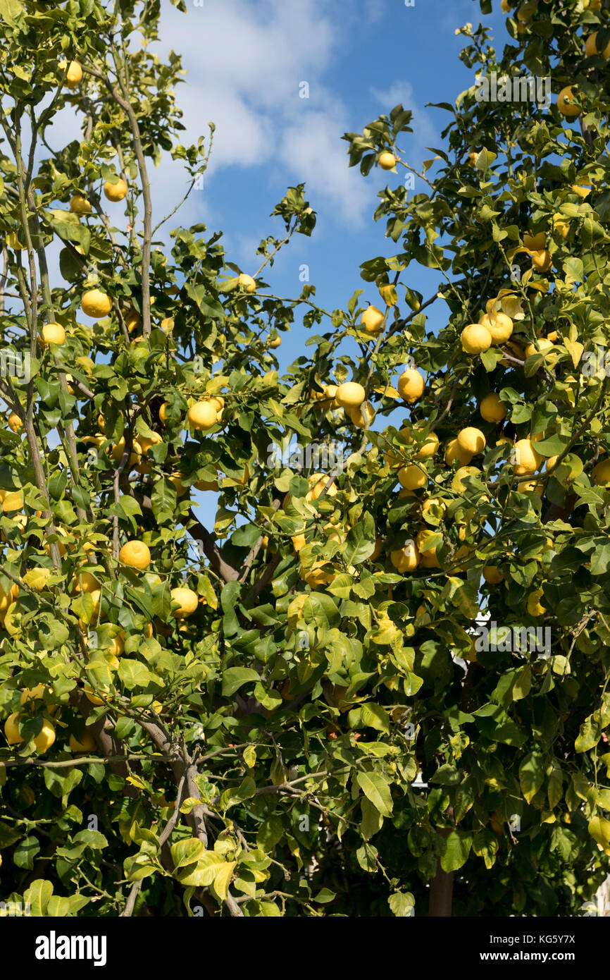 Lemon trees and cyprus hi-res stock photography and images - Alamy