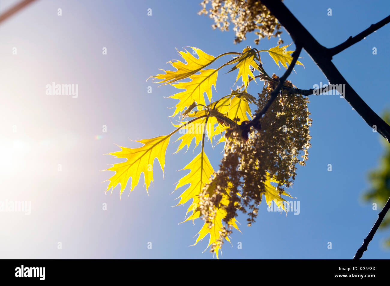 Oak tree in spring Stock Photo - Alamy