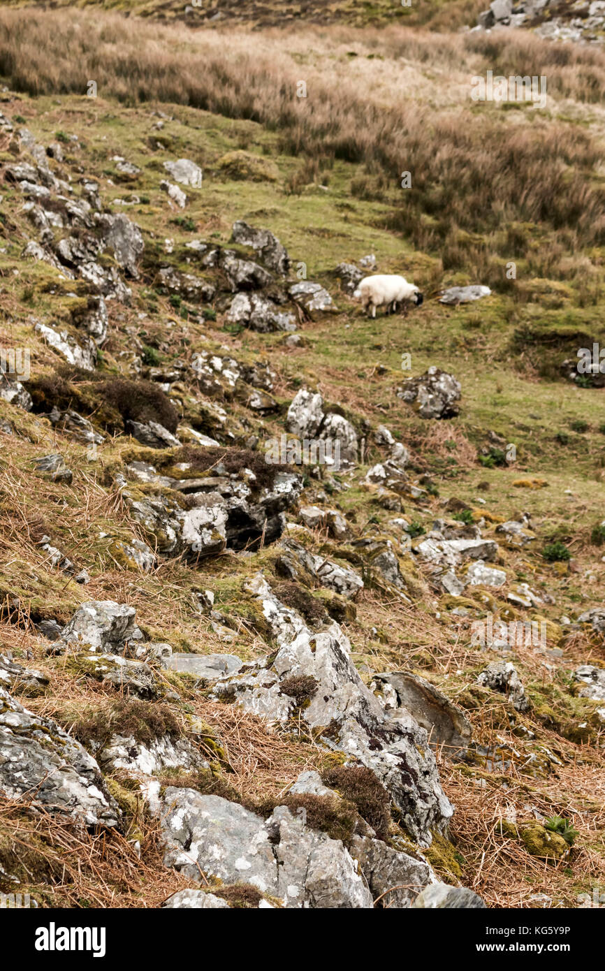 Scree rock and lone sheep, Donegal, Ireland, Europe Stock Photo - Alamy