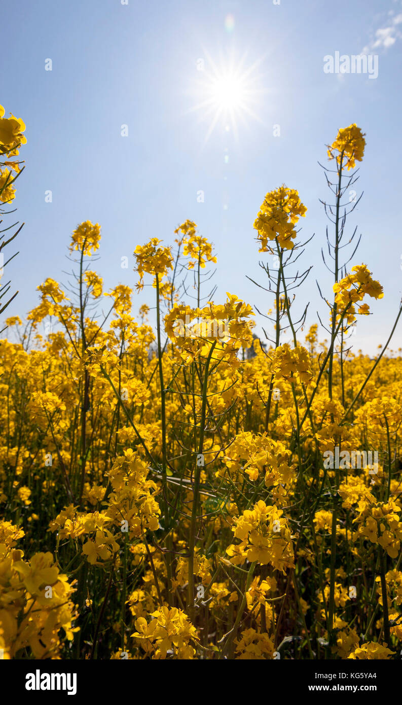 Yellow oilseed field Stock Photo - Alamy
