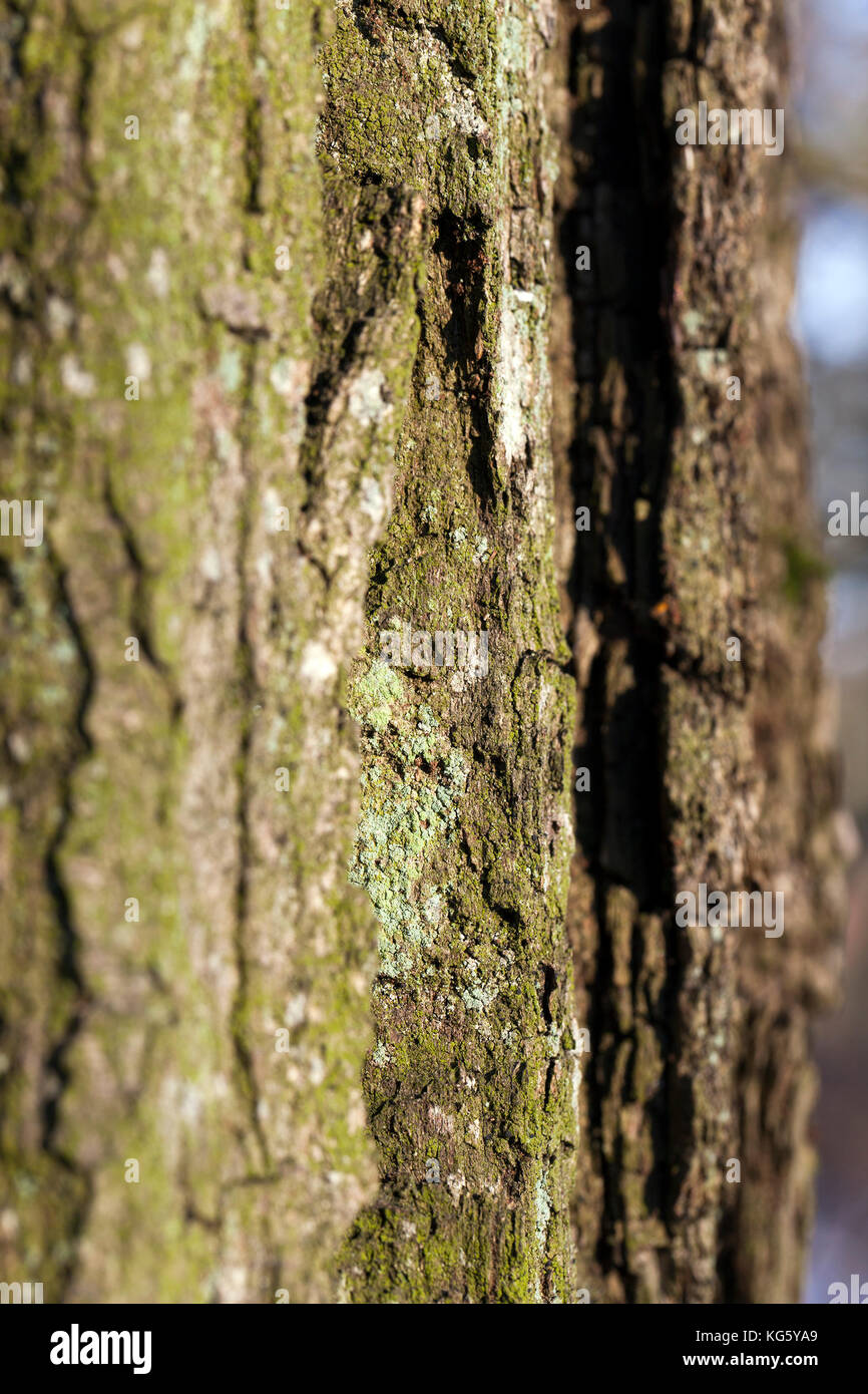 Closeup of a tree bark Stock Photo - Alamy