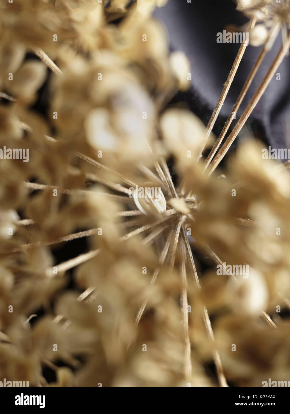 Macro photograph of seed head Stock Photo - Alamy