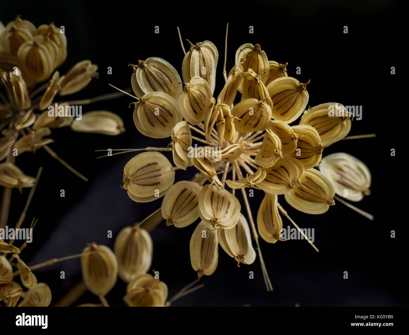 Macro photograph of seed head Stock Photo - Alamy