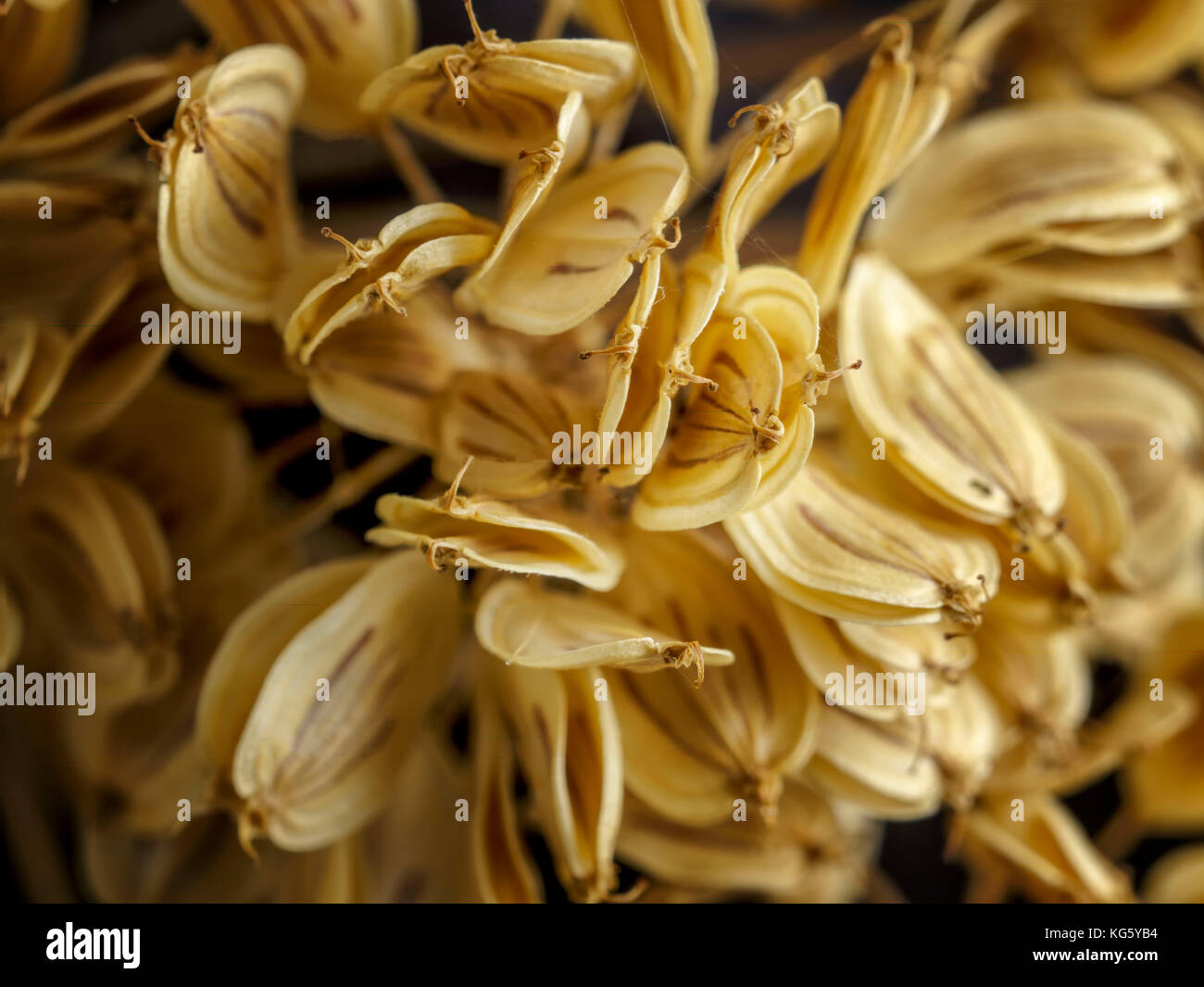 Macro photograph of seed head Stock Photo - Alamy