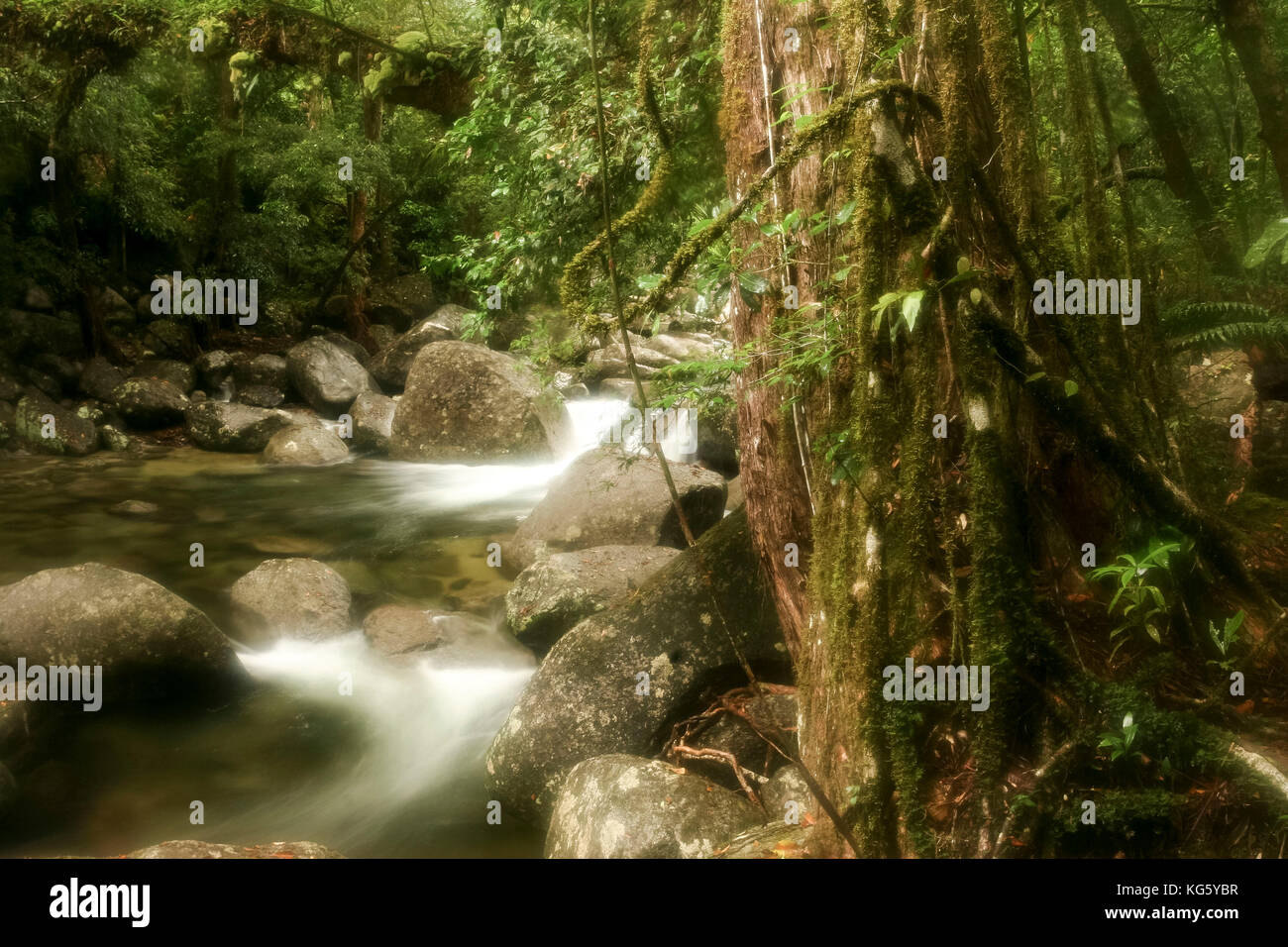 Rainforest river, Australia Stock Photo - Alamy