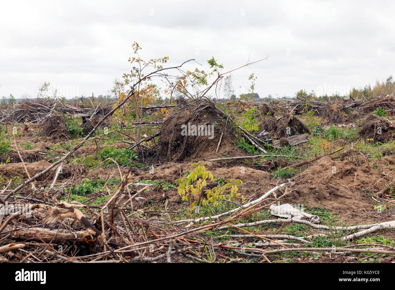 Broken trees hi-res stock photography and images - Alamy