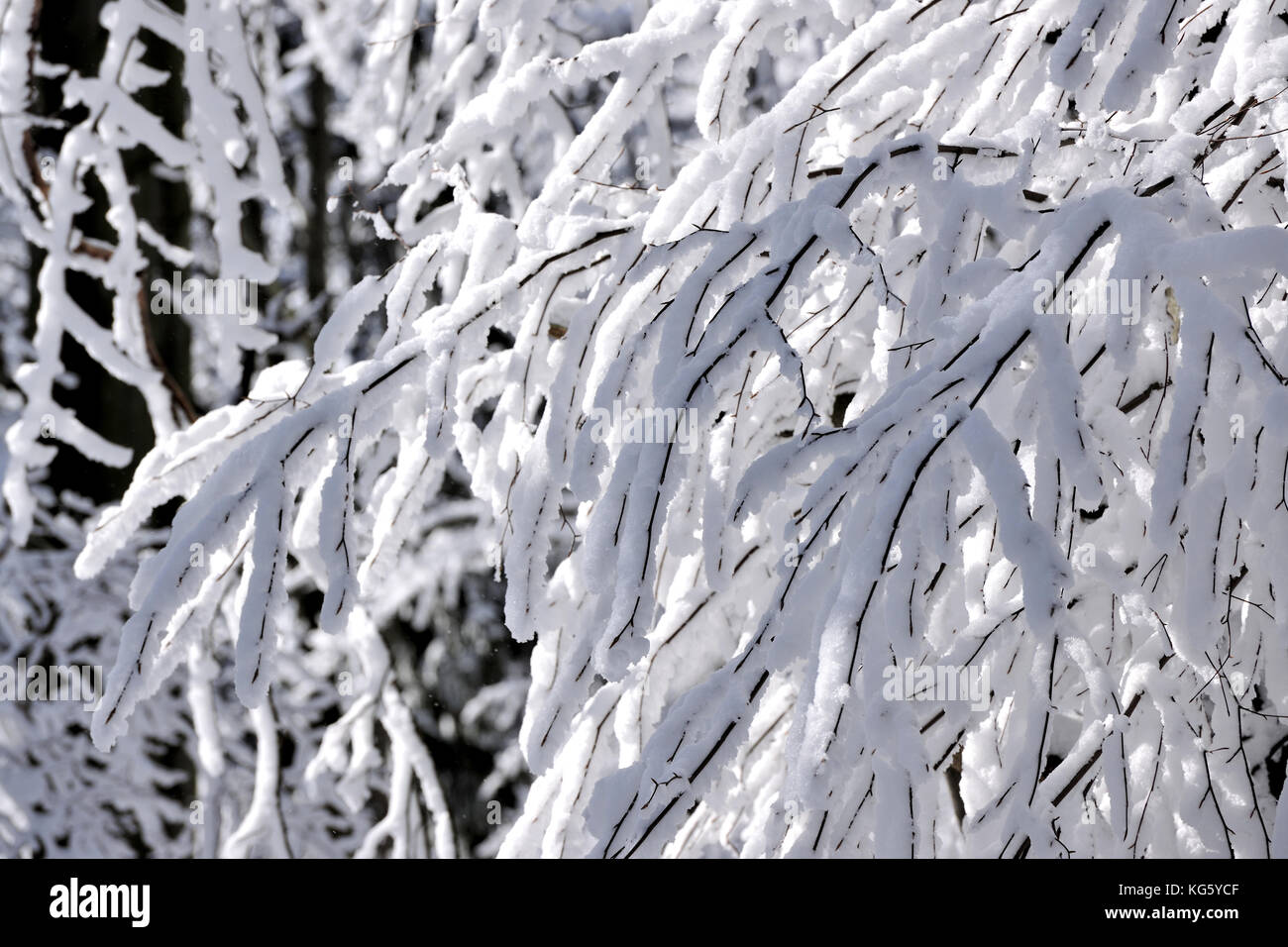 mystery, natural, nature, outdoor, root, scene, season, spooky, tree ...
