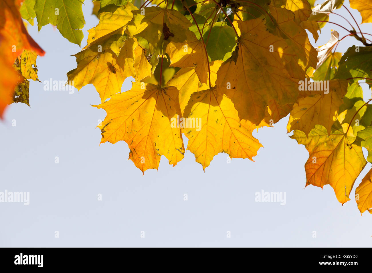 Fall yellow maple Stock Photo - Alamy