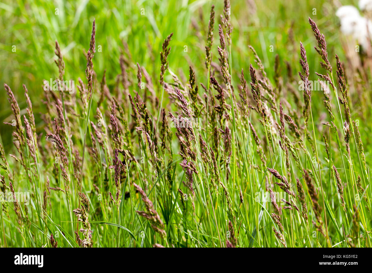 green spring grass Stock Photo - Alamy