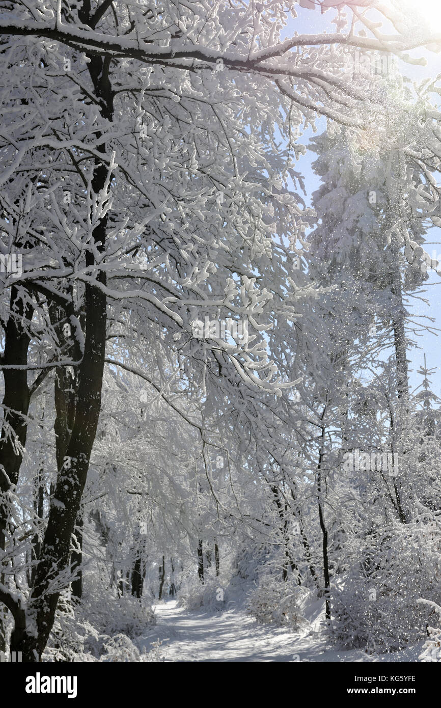 mystery, natural, nature, outdoor, root, scene, season, spooky, tree ...