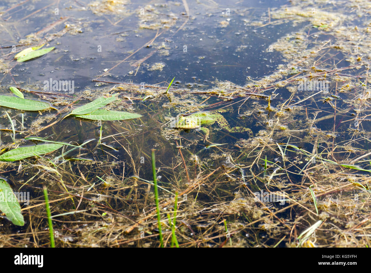 head of the frog Stock Photo - Alamy
