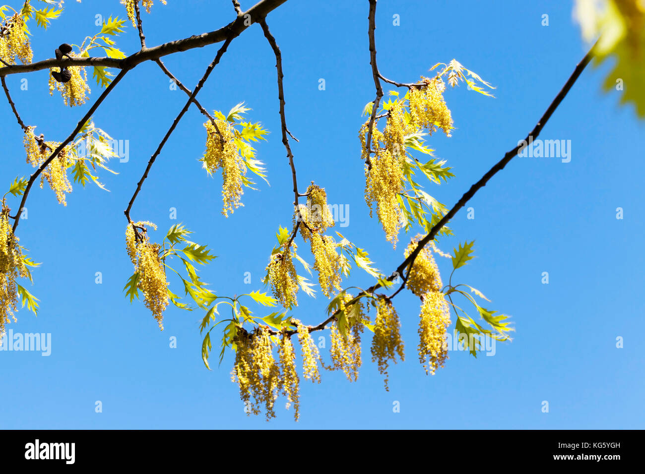 Blue flowers and a lot of greenery hi-res stock photography and images ...