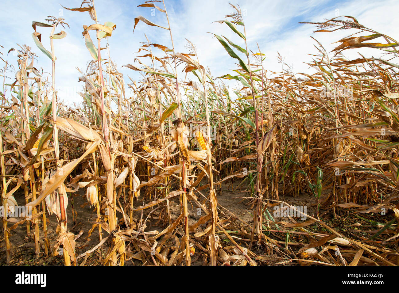 Popcorn soil hi-res stock photography and images - Alamy