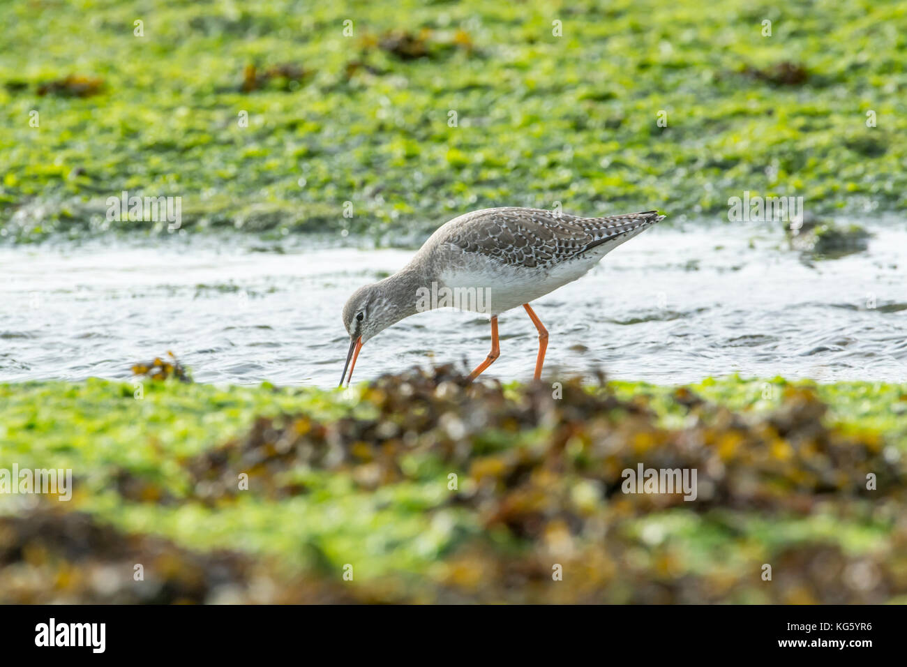 Spotted redshank (Tringa erythropus). Adult in winter plumage, foraging ...