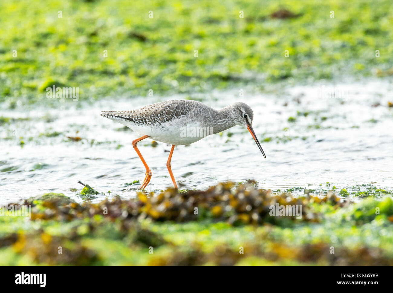 Spotted redshank (Tringa erythropus). Adult in winter plumage, foraging ...