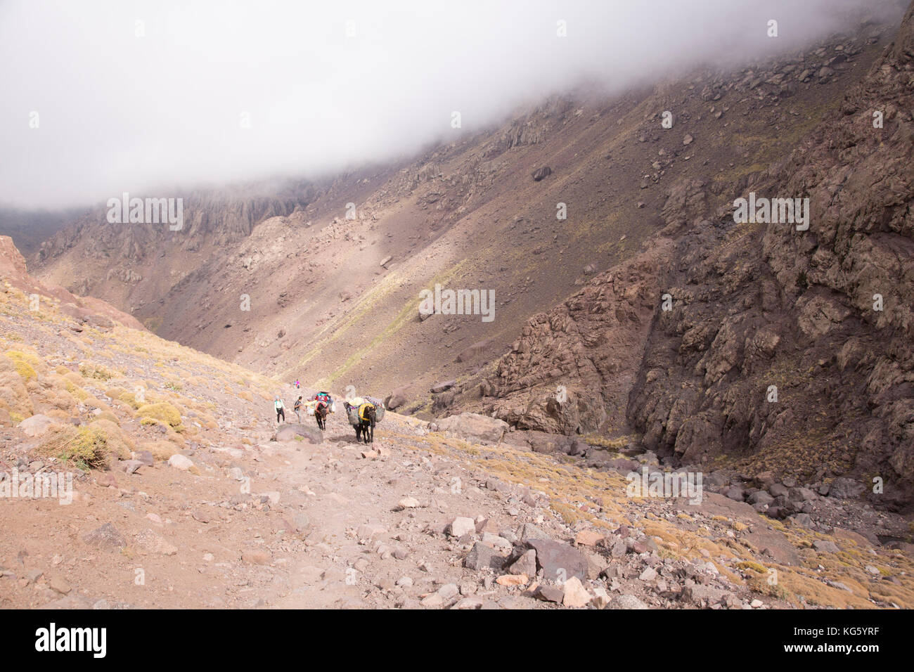 Loaded mule in high Atlas mountains. Mules are the main means of ...