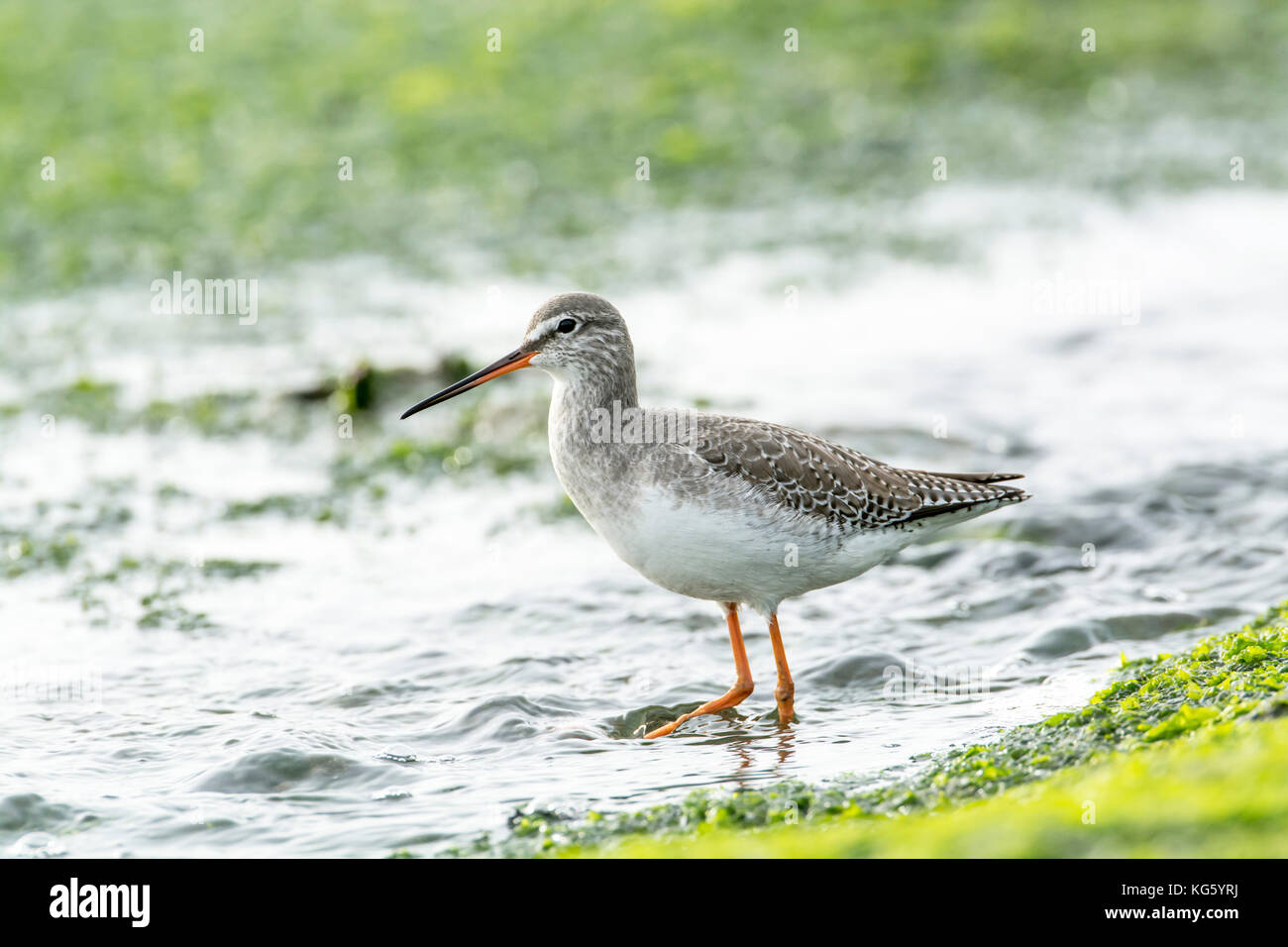 Spotted redshank (Tringa erythropus). Adult in winter plumage, foraging ...